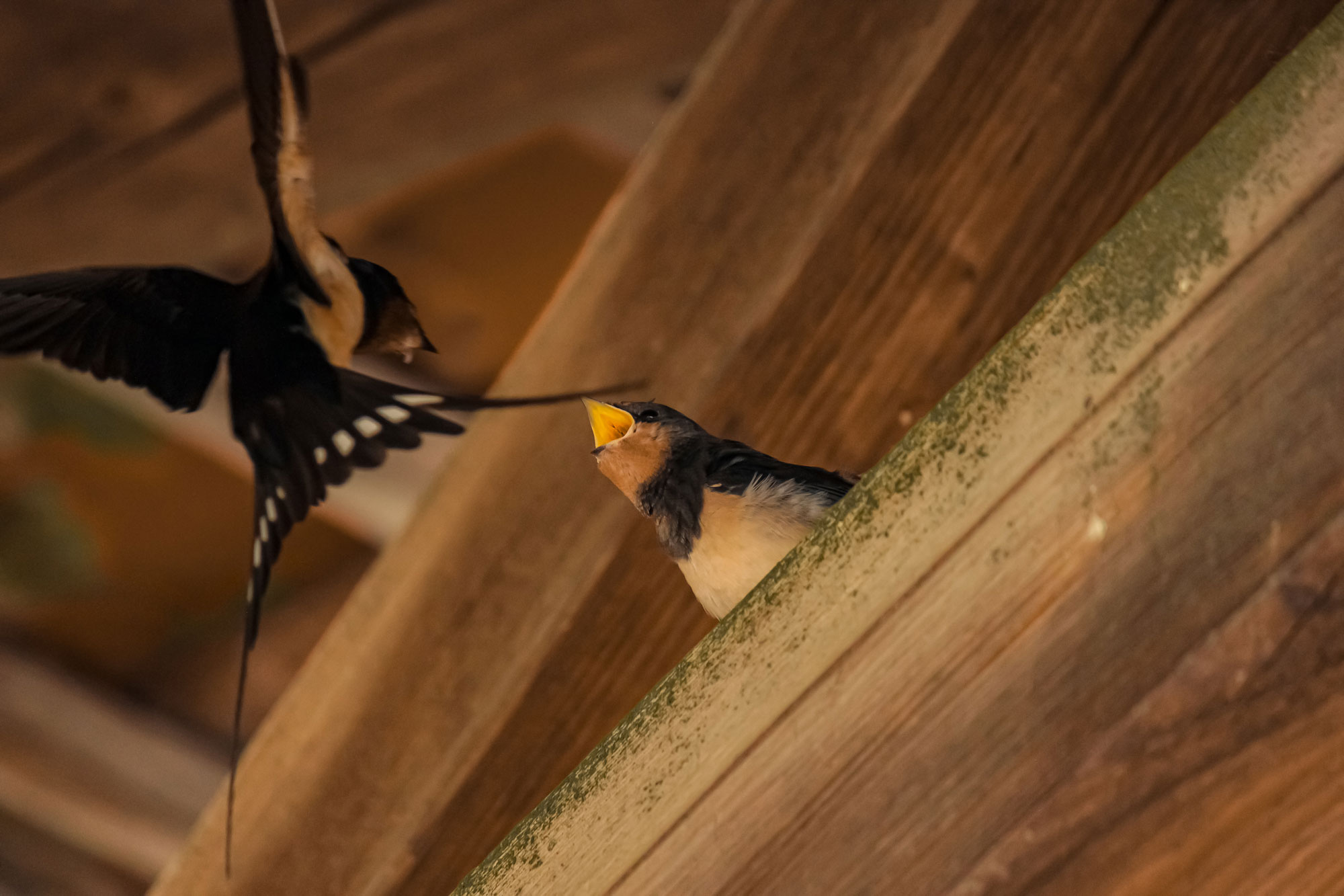 Artenhilfsprojekt Rauchschwalbe in Bayern - LBV
